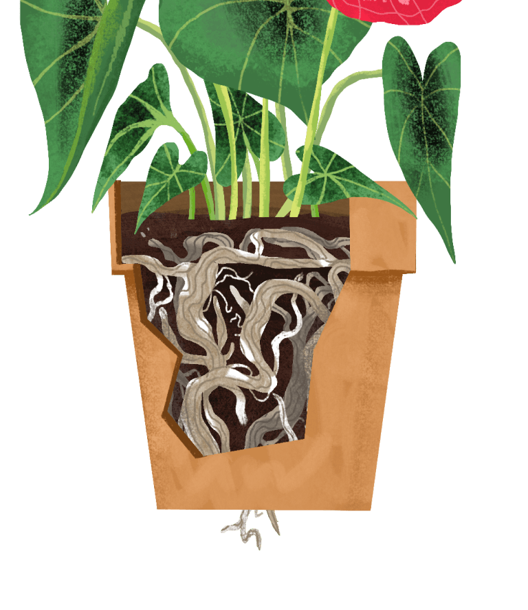 Anthurium repotting store